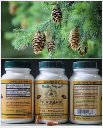 Pycnogenol: ¿Qué es? usos, beneficios, posibles efectos secundarios y más